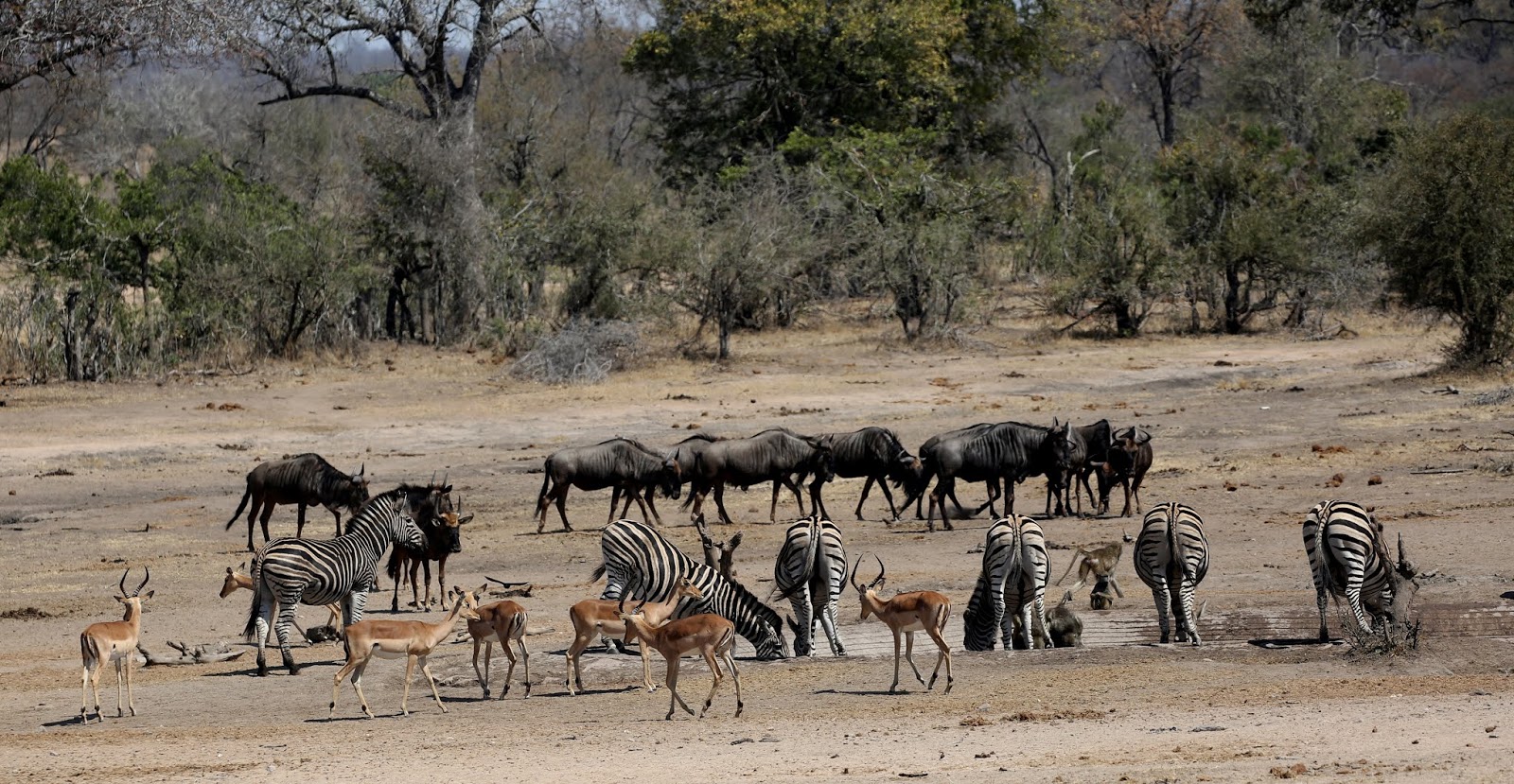 Worldbirder: Clare & Rowan's Africa trip!