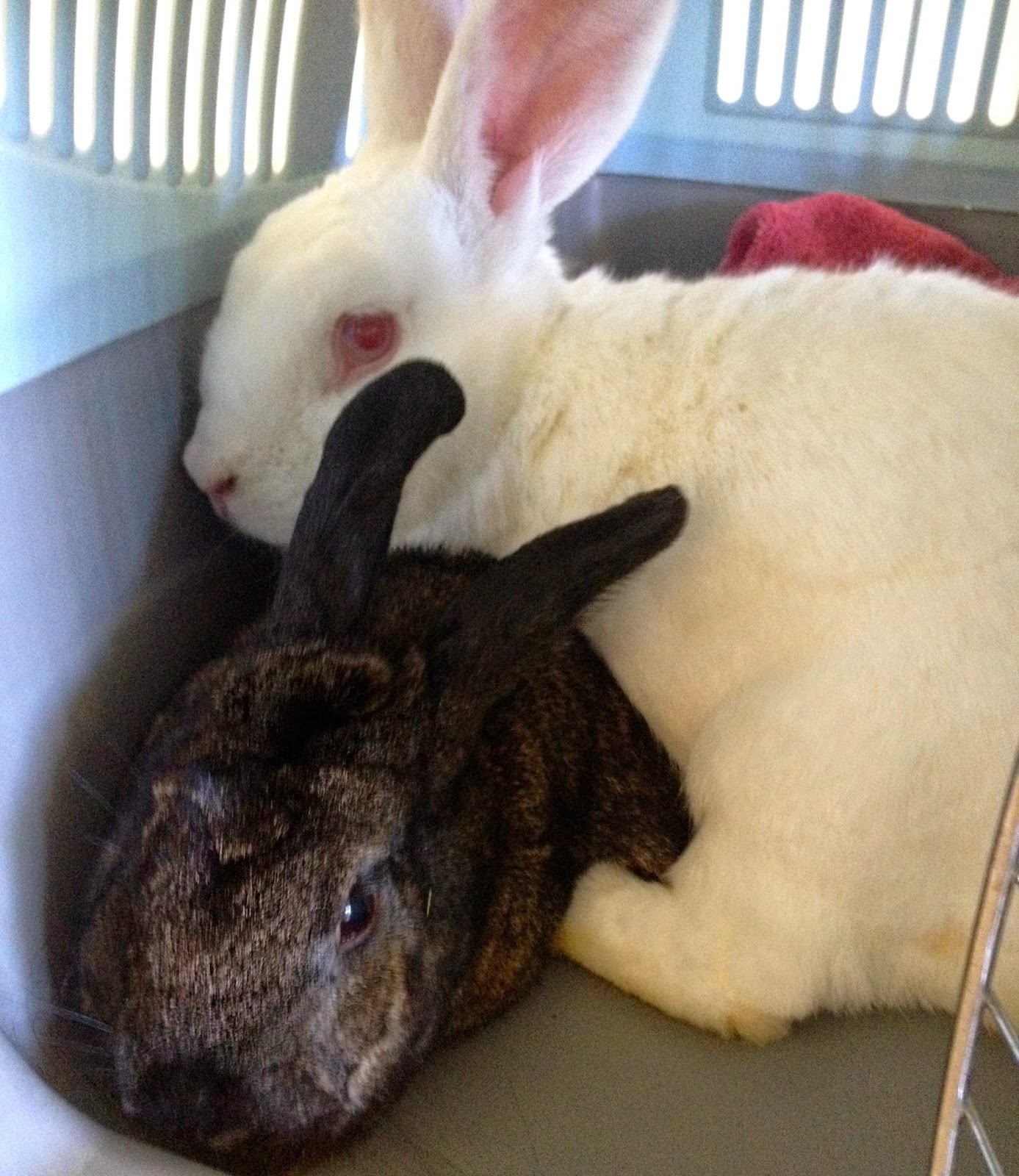 Meet Casper & Heidi our new Foster Rabbits