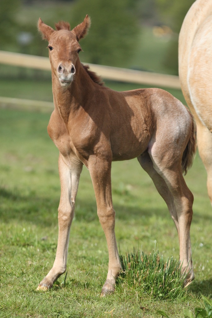 Chamfron Stud : Chamfron Inca - 2 days old