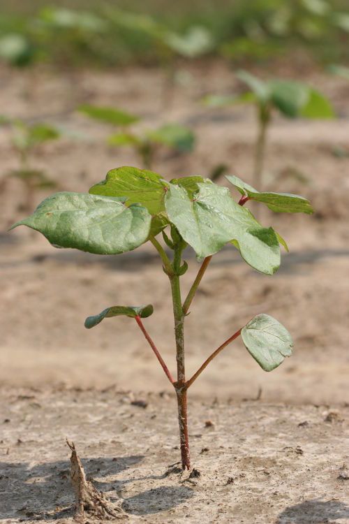 Coastal Bend Agriculture Briefs: COTTON’S MOST CRITICAL STAGE - FIRST ...
