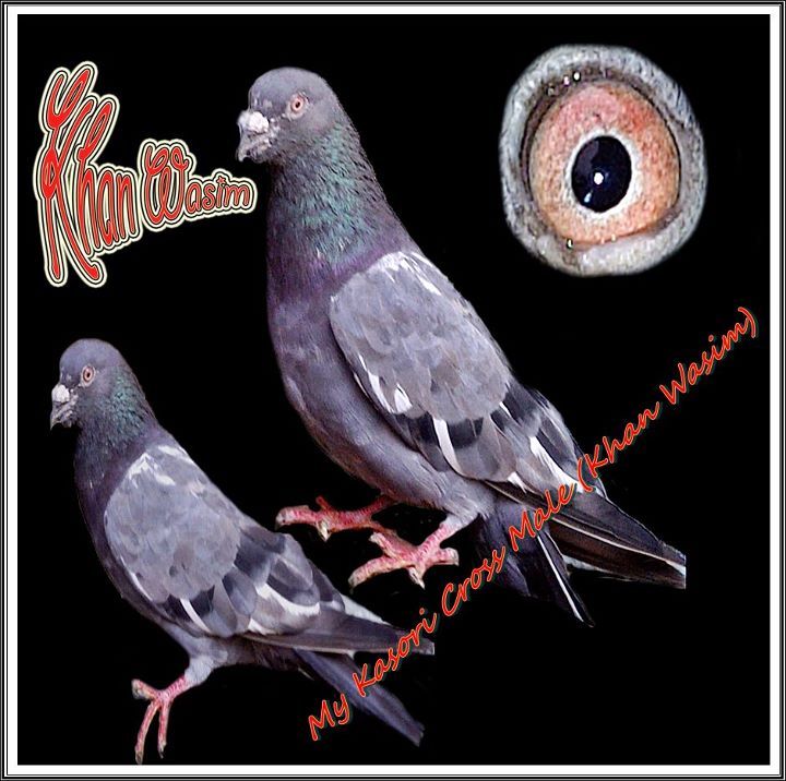 Pigeons | Kabootar Baaz | Pigeons Photos: February 2012