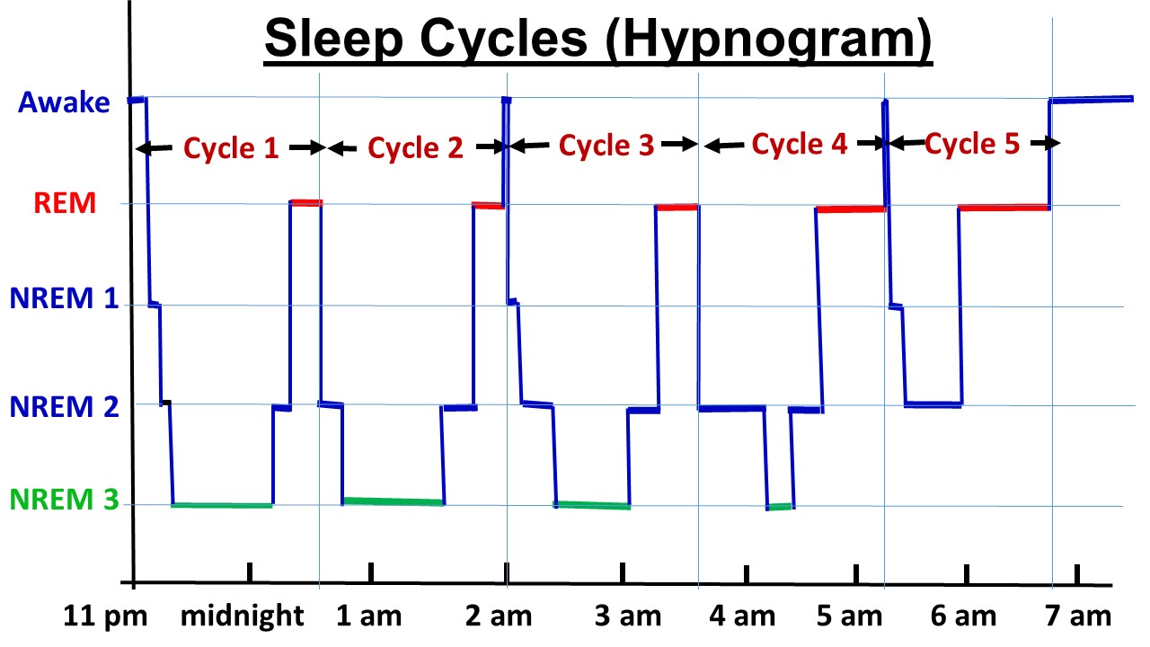 ektalks: SLEEP (Part 2): Why Do We Need to Sleep? The Science of Sleep ...