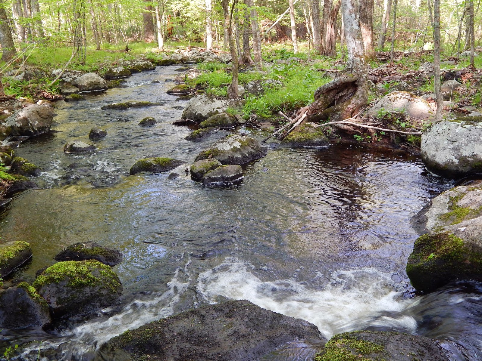 Small Stream Reflections: "Brook Trout Forest"....all's well.