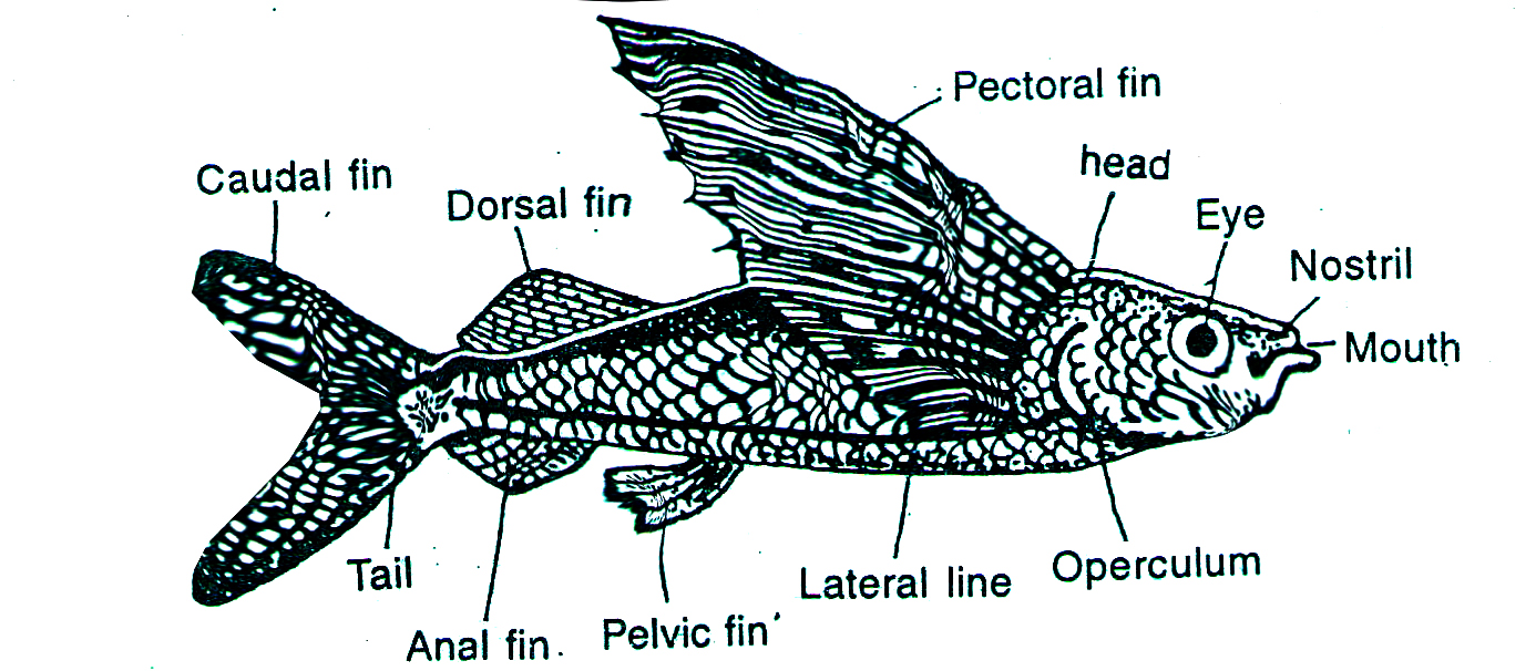 Animal Diversity- II Paper - II B. Sc- I Zoology Paper - II : Class ...