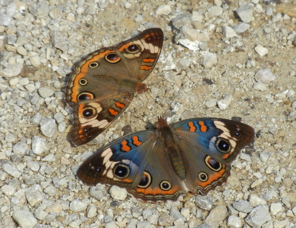 Buckeye Butterfly