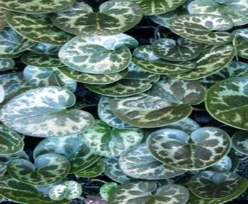 Delaware Tech Green Thumb: Native Plants