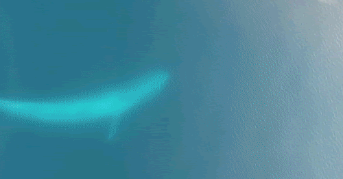 The Best GIFs: Blue whale eating krill