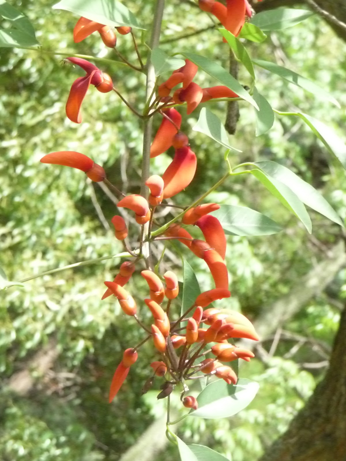 Heráldica en la Argentina: El ceibo, flor nacional
