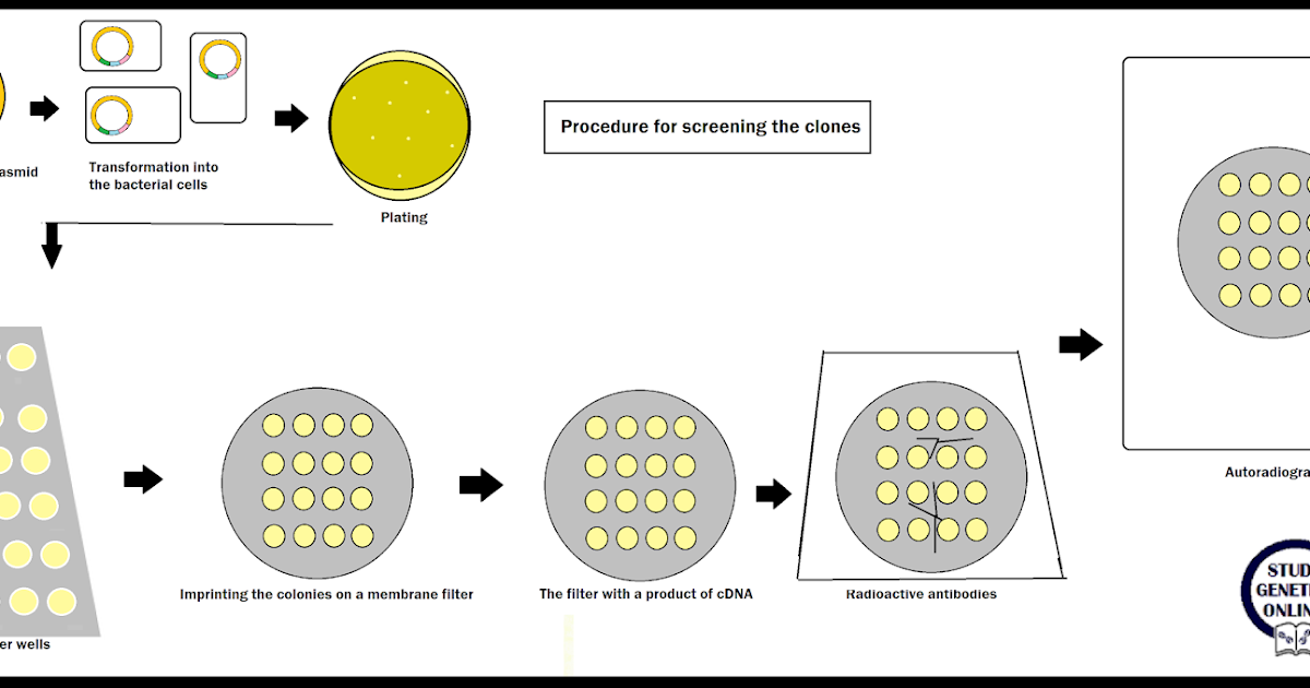 Study Genetics Online: Screening of clones