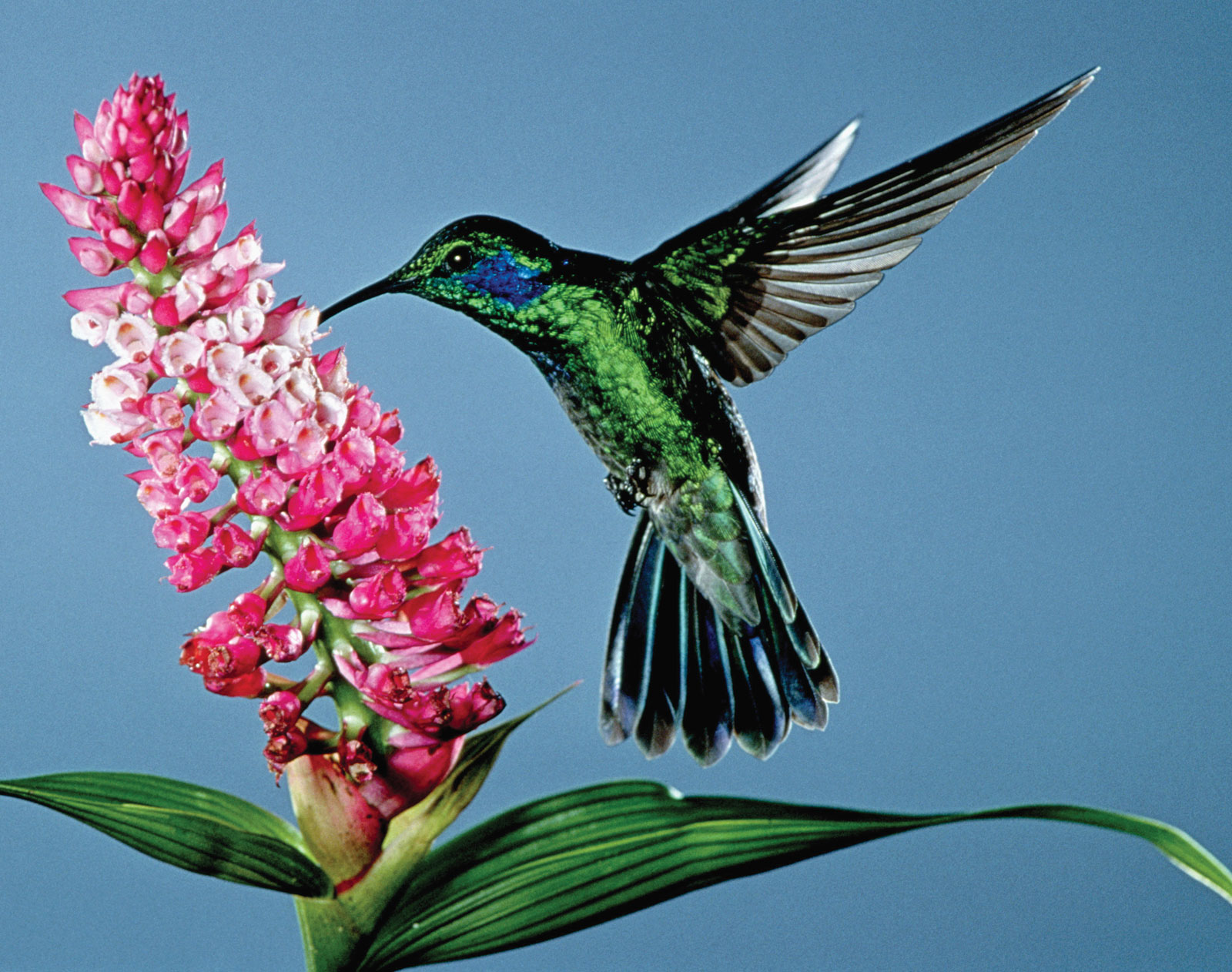 ALGODÃO DOCE E POESIA INFANTIL: O BEIJA FLOR
