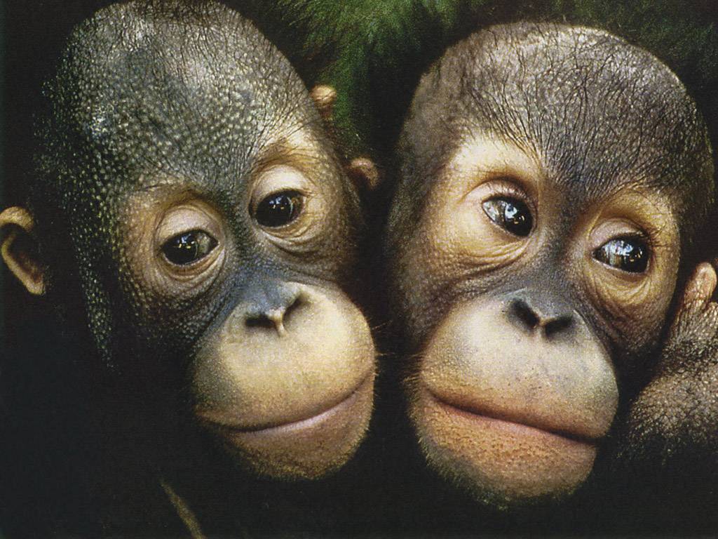 LA NOTIZIA CHE VIAGGIA: FOTO, ANIMALI