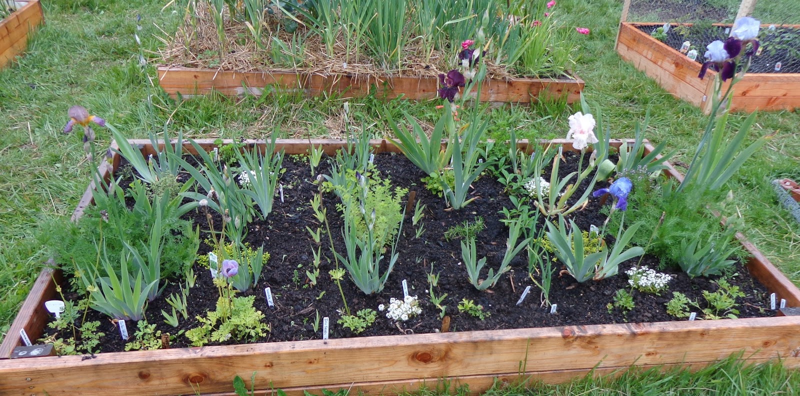 Daniel's Pacific NW Garden: Iris Raised Bed