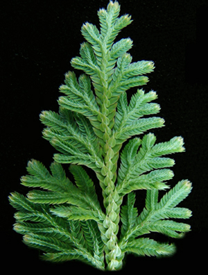 SPIRIT.....................!!!!: Selaginella sp