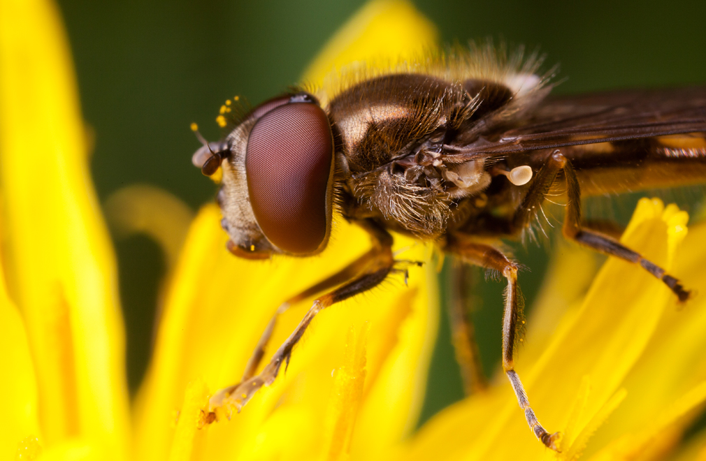 phils photographic adventures: Whixall Moss Bug Hunt April 10