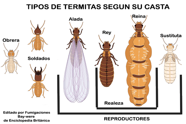 Las termitas. Un Reino feliz.