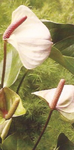 SOS Plantas_Portugal: Anthurium