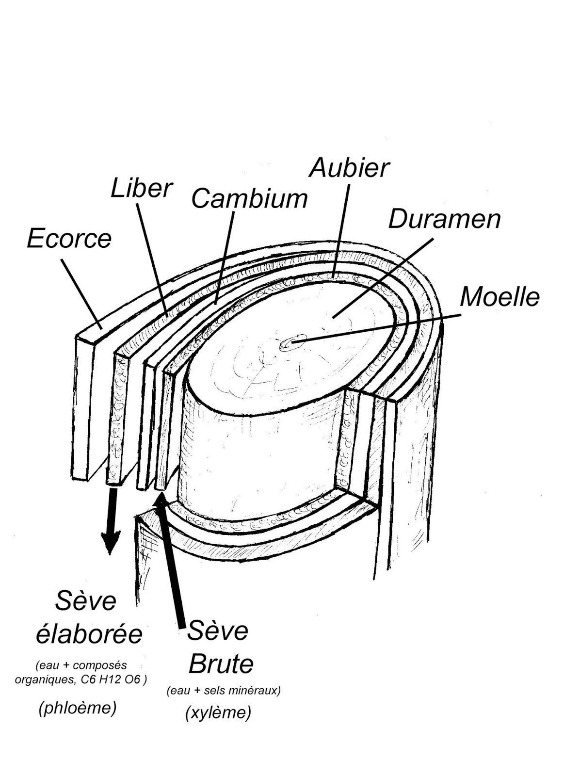 Les secrets de la taille et de la greffe des arbres fruitiers bio : La ...