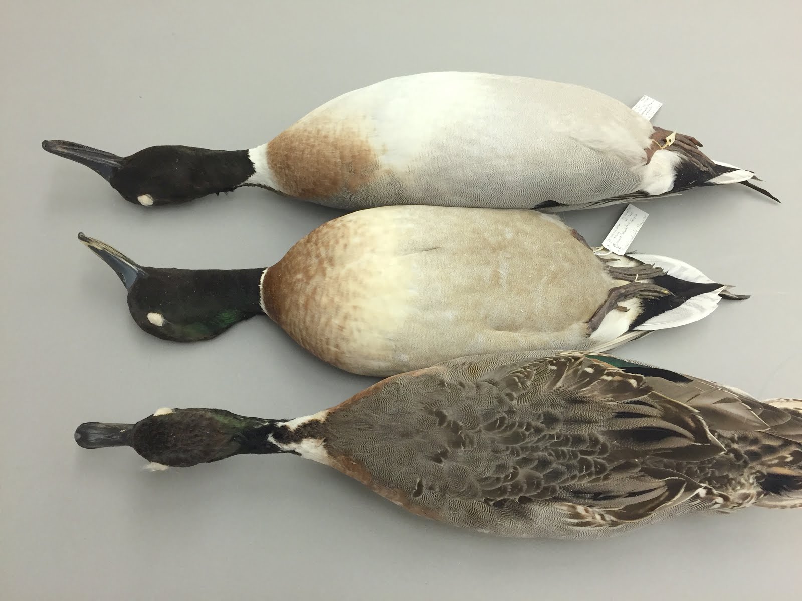 Hybrid Duck Study: A GALLERY OF DONATED HYBRIDS