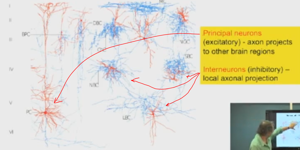 A learner's notebook.: Neuron: Axon, Dendrite, and Synapse