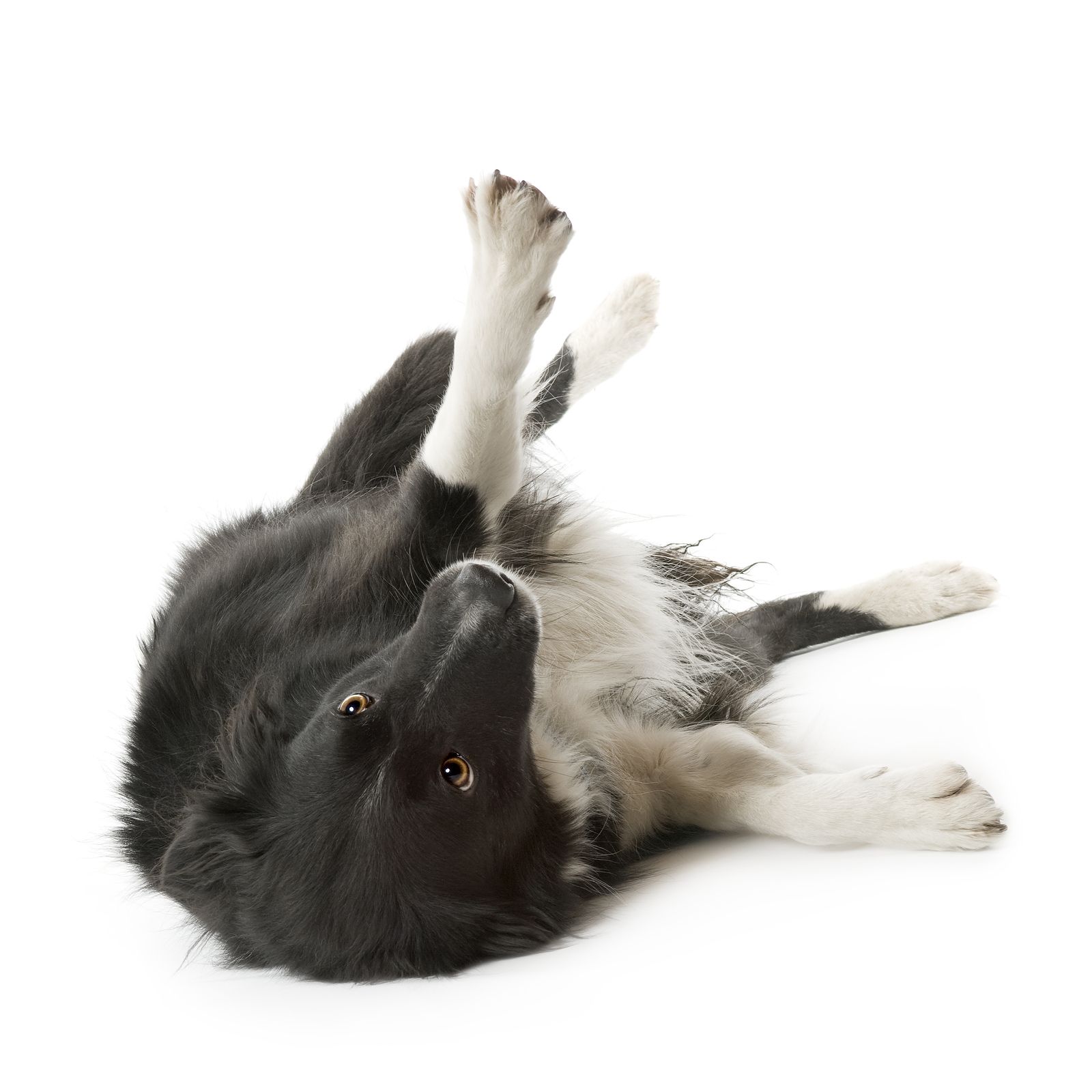 Such Good Dogs: Canine Body Posture
