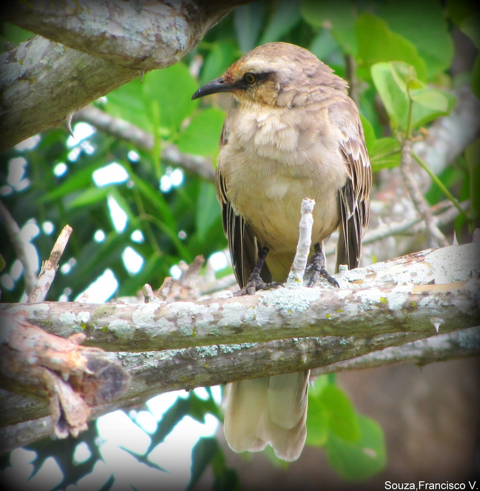 FAUNA E FLORA DO RN: Sabiá-do-campo Mimus saturninus (Lichtenstein ...