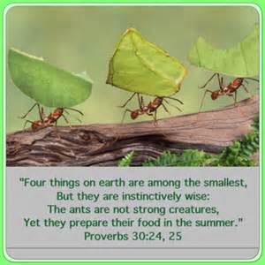 How Great Is Our GOD!: What About GOD's Insect Creation?