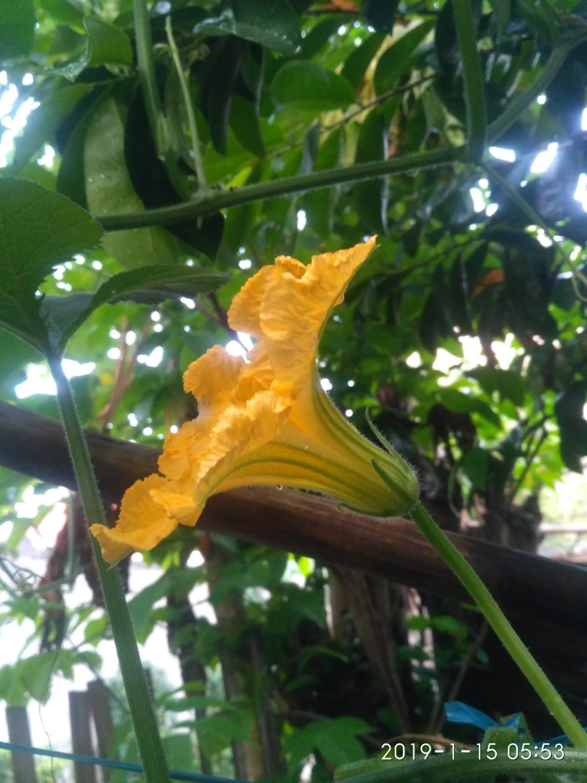 Deretan Contoh Bunga Jantan Dan Betina Kekinian - Informasi Seputar ...