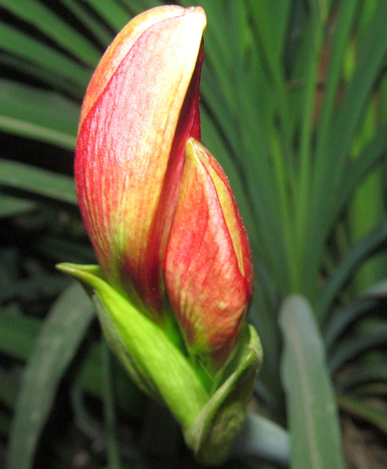 NATURAL & UNIQUE PHOTOGRAPHY: BARBADOS LILY OR EASTER LILY OR AMARYLLIS ...