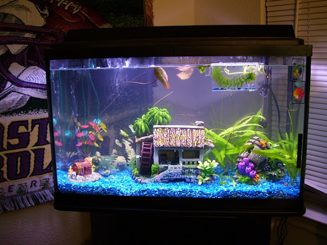 Fish Tank Aquariums – The 5 Most Important Things to Consider | Best ...