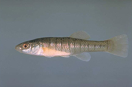 marine-science – fisherynation.com