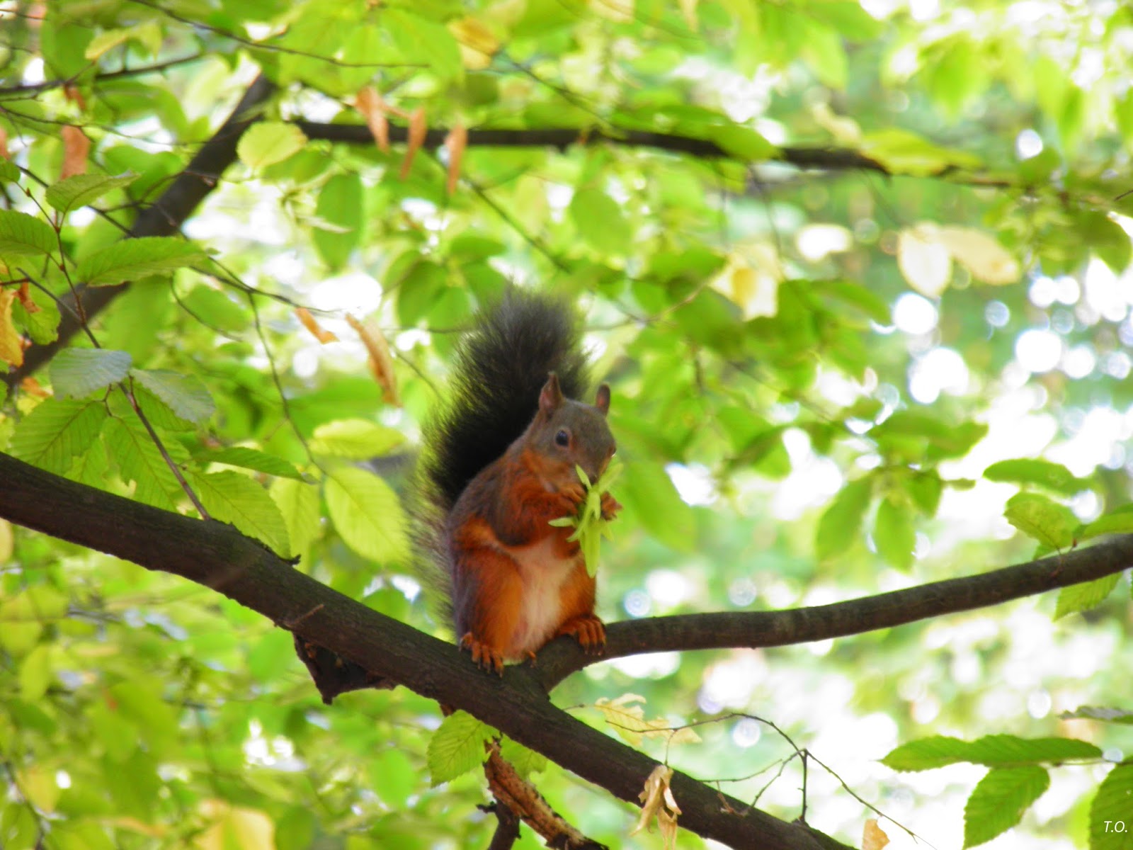 PASARI DIN ROMANIA: MAMIFERE SALBATICE