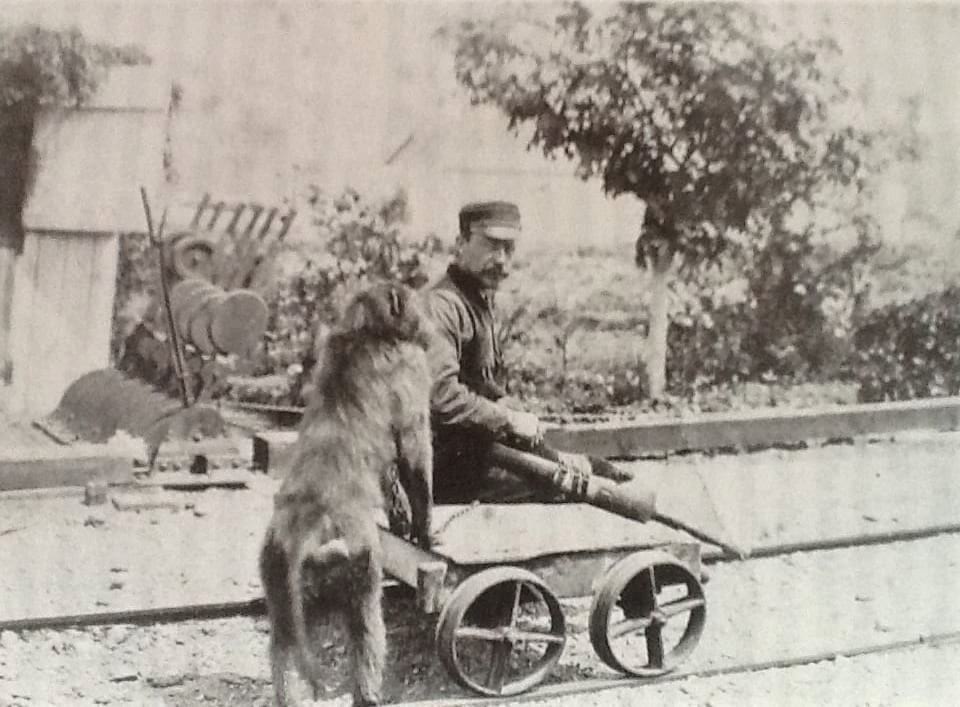 Jack The Baboon Signalman | Amusing Planet
