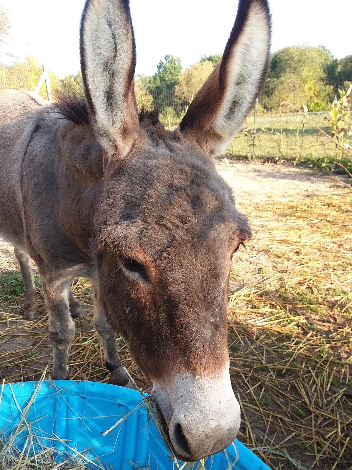 My Miniature Donkeys: Morning Scenes on a Teeny Farm