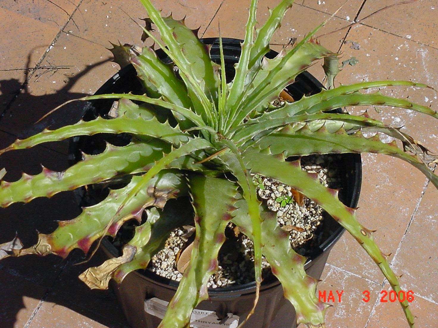 Succulent Bromeliads and others : 2010