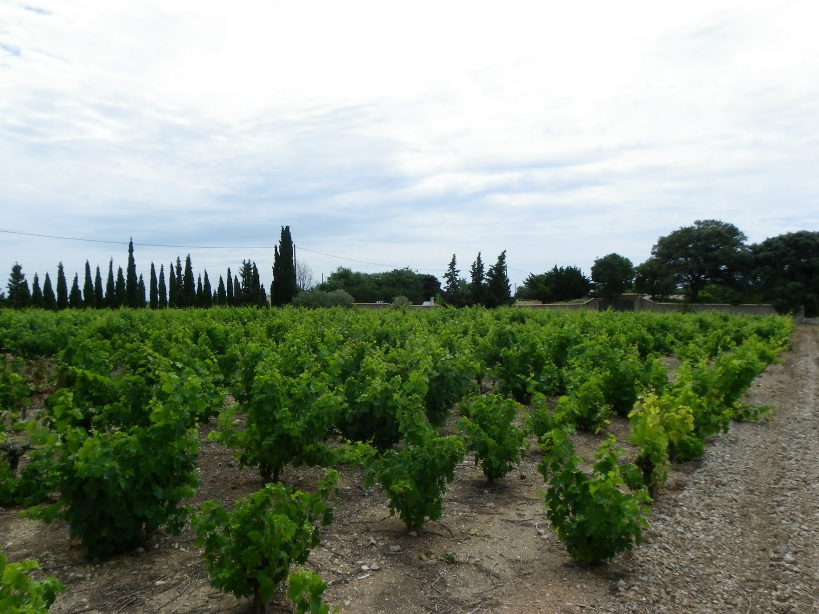 City On A Hill: Frontignan: Hills, Herbs, Weird Wines and a Spa