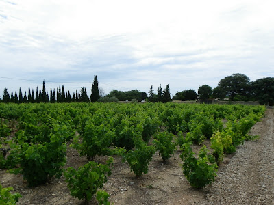 City On A Hill: Frontignan: Hills, Herbs, Weird Wines and a Spa