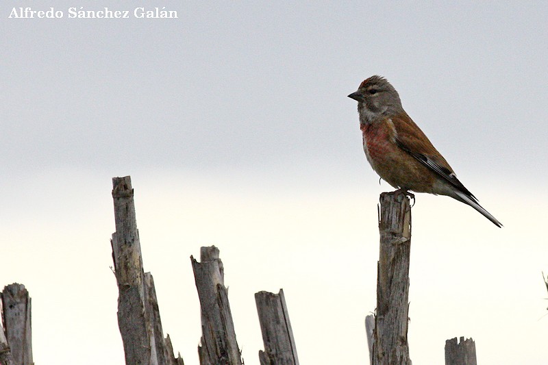 Aves de Aragón : Pardillo común