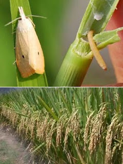 Cara Mengendalikan Hama Sundep Dan Beluk Pada Tanaman Padi