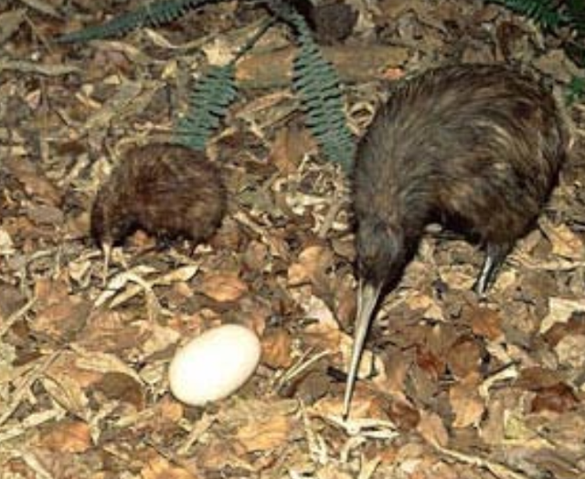 Kiwi Bird information ~ World Info