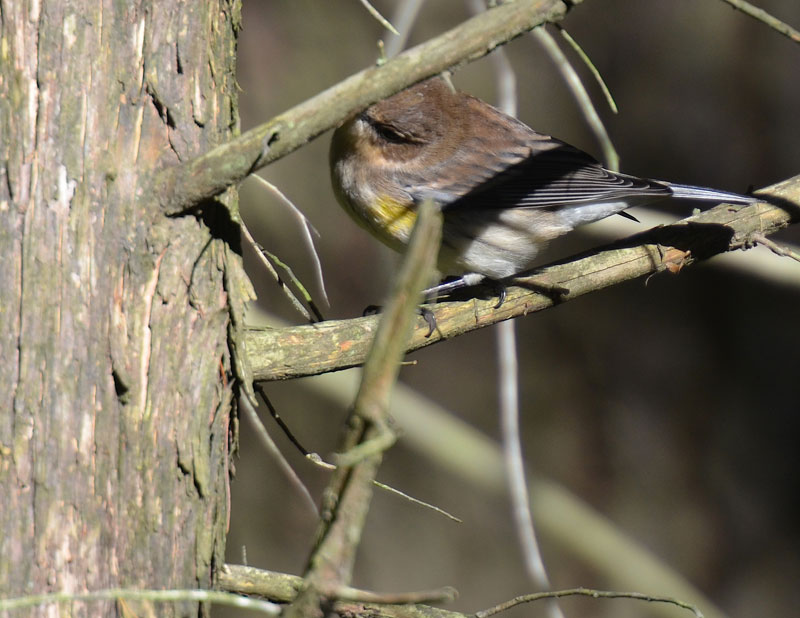Red and the Peanut: Yellow-rumped Warblers at Fort Ancient