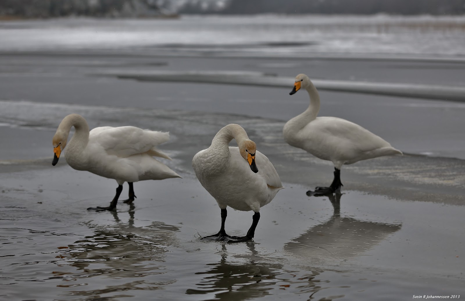 Nature photographer Svein R Johannessen : Våre Svaner og gjesser