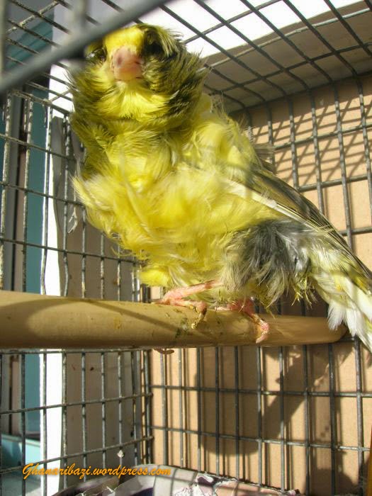 PESONA BURUNG KENARI: Info Kenari Jenis Parisian Frilled Canary