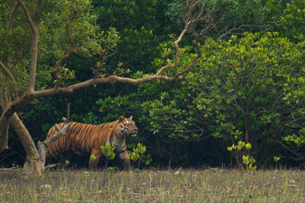 Indian Sundarban: An in-depth understanding: Epic tiger sighting at ...