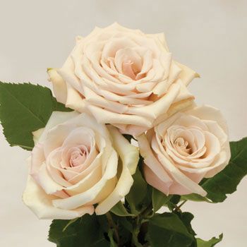 Studio Floral Dora Santoro: Rosa Champanhe