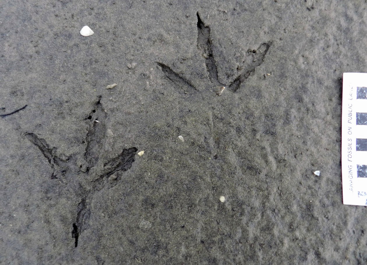 Trace Fossils Footprints