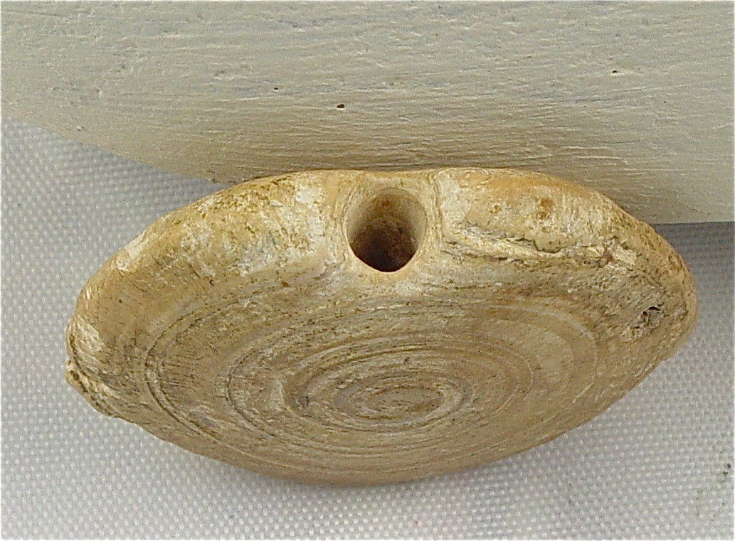 Bactrian Seals and Amulets, a Resource: Fossil Sea Shells High in the ...