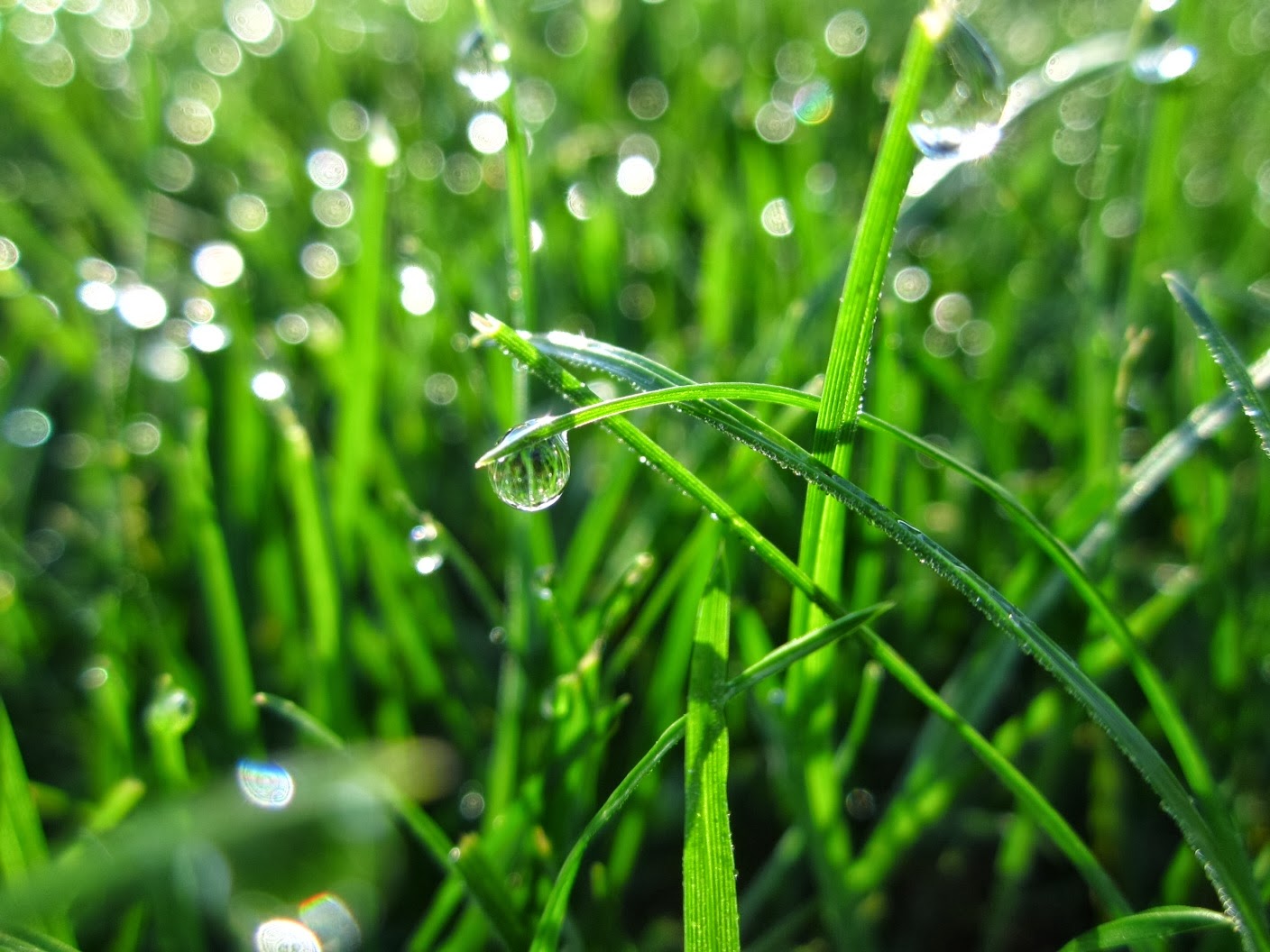 Cbus52: Columbus in a Year: Drops of Dew