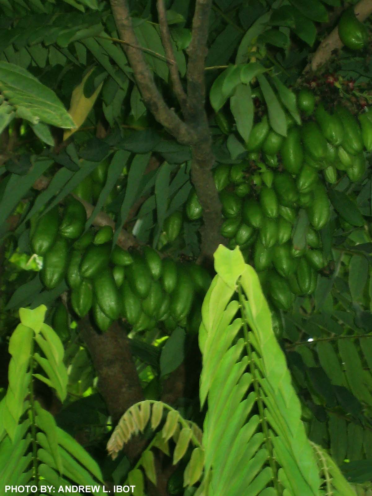 Ako si ANDREW IBOT!: Kamias - Halamang Gamot / Herbal Medicine