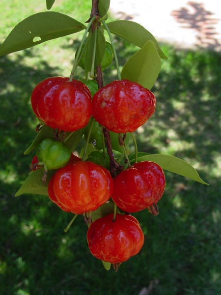 Elder Dallin Carroll : Dallin Likes Jaca