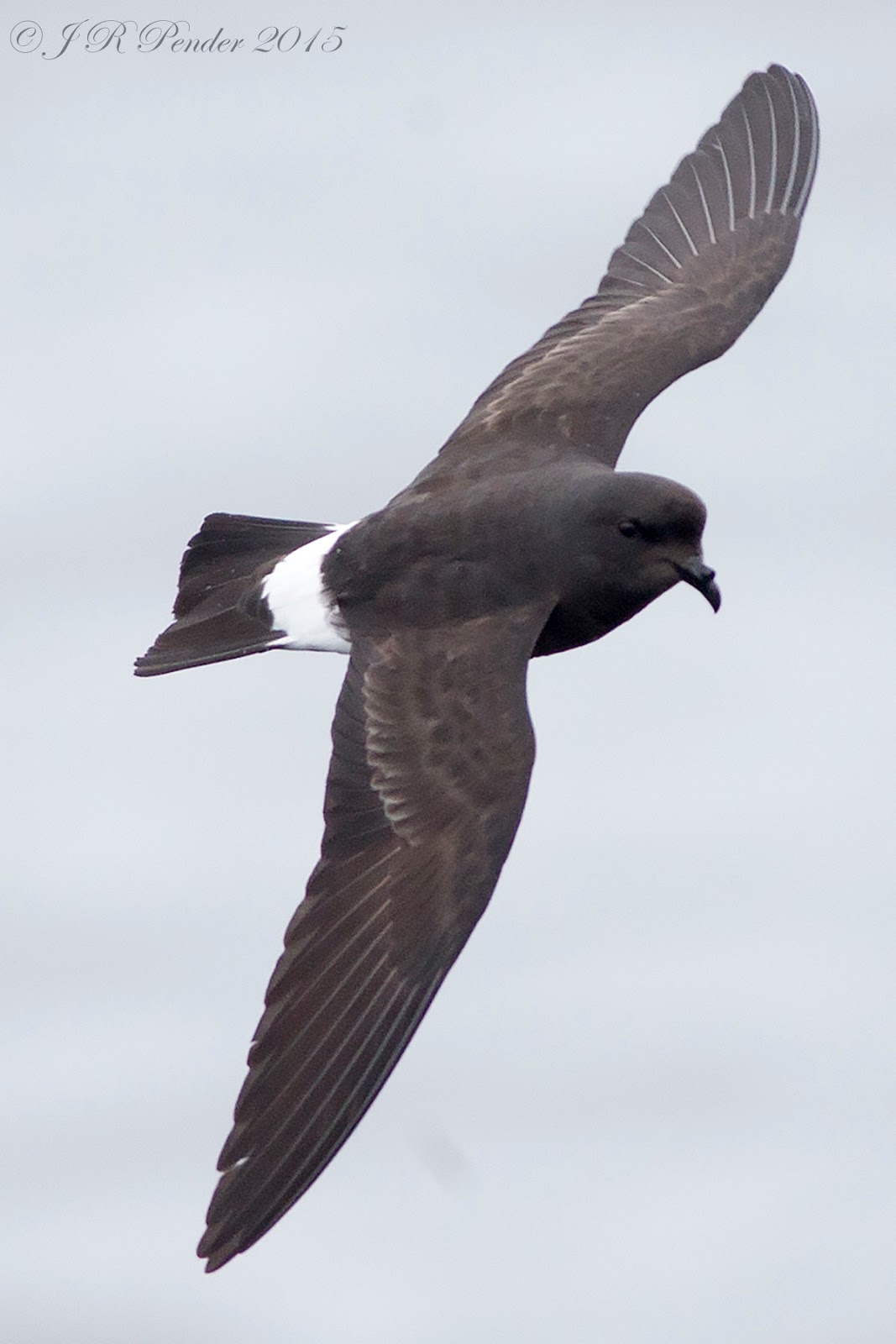 Joe Pender Wildlife Photography: Storm Petrels